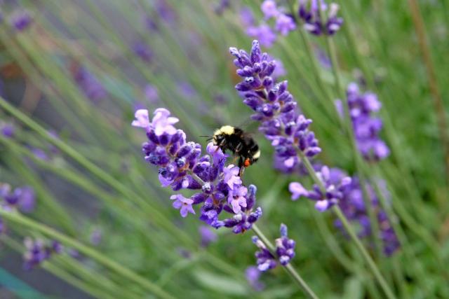 flowers for flower lovers.: Lavender flowers photos.