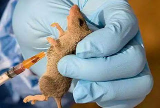 LASSA FEVER – SIGNS, SYMPTOMS, CAUSES, PREVENTION AND TREATMENT ...
