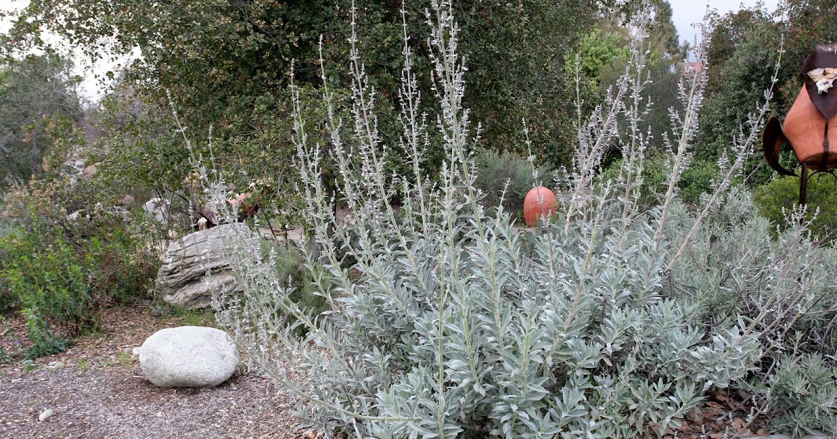 Sacred White Sage of California