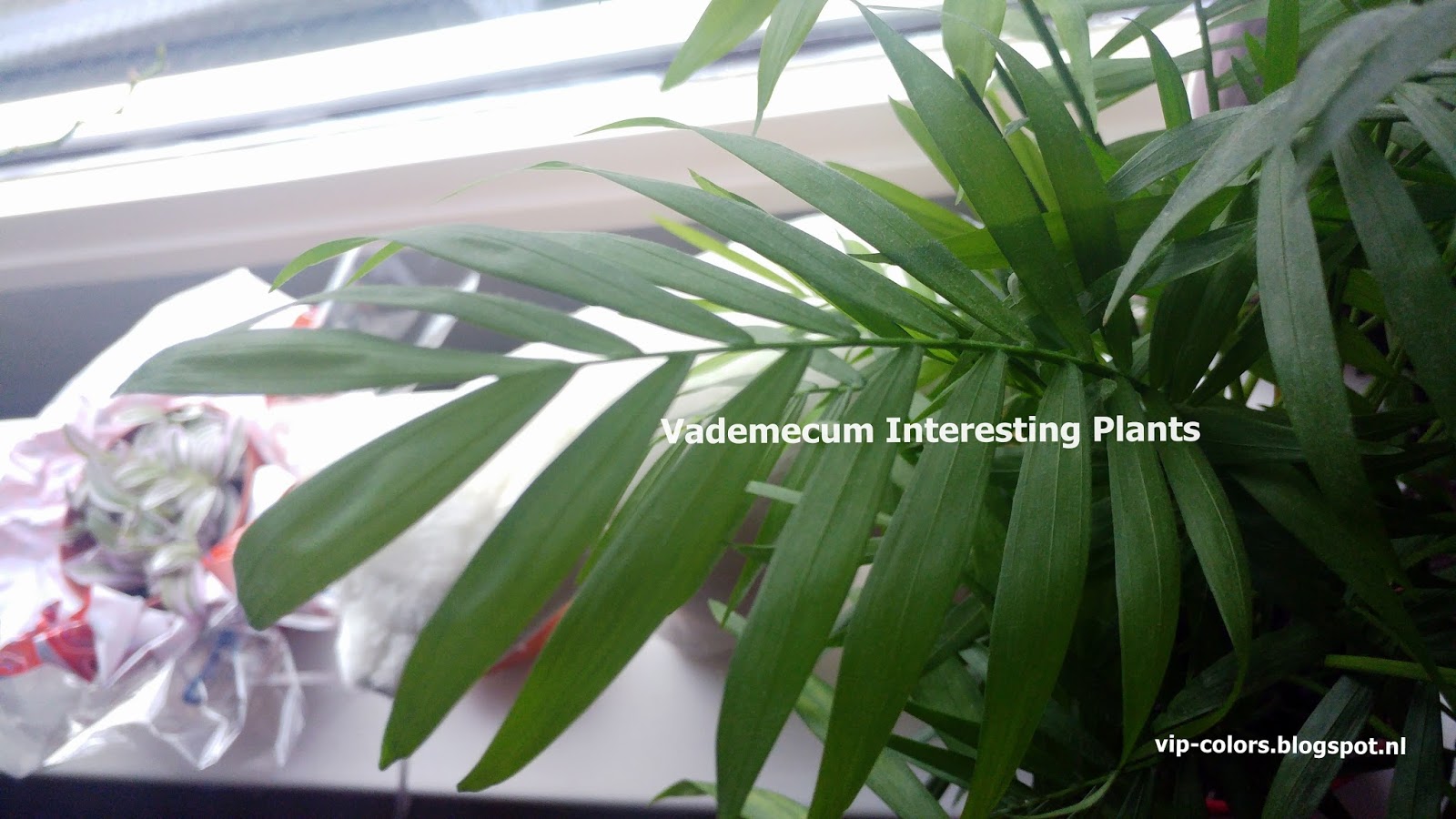 Vademecum Interesting Plants: Chamaedorea elegans - Chamedora wytworna ...