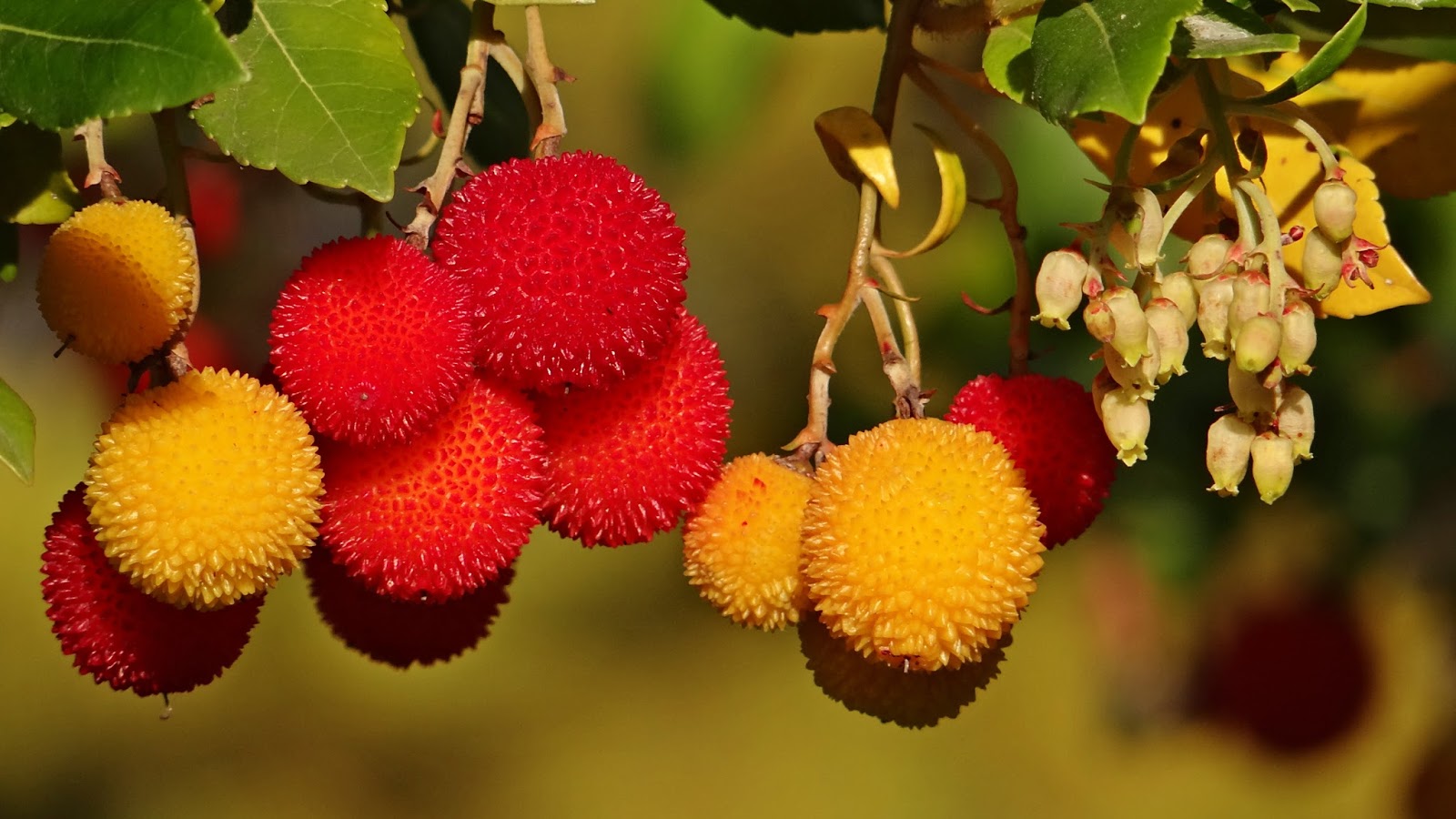 Balades de Gecko: Arbousier