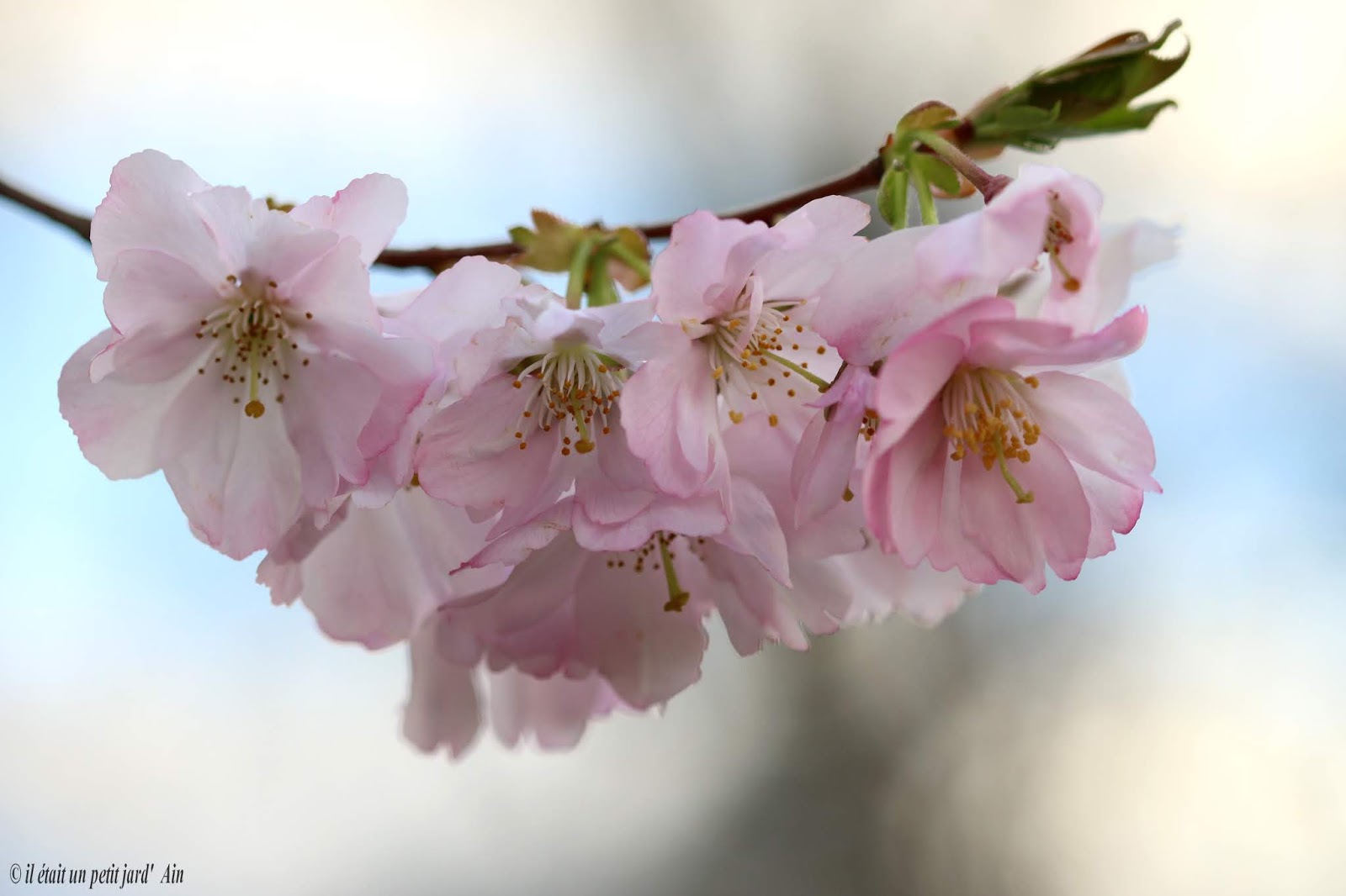 IL ETAIT UN PETIT JARD'AIN ...: FOCUS PRUNUS MALUS TRESORUS ...