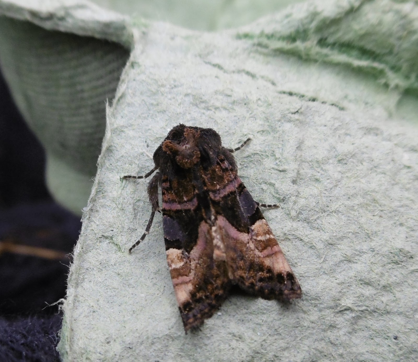 Martin's Moths: Moth Night