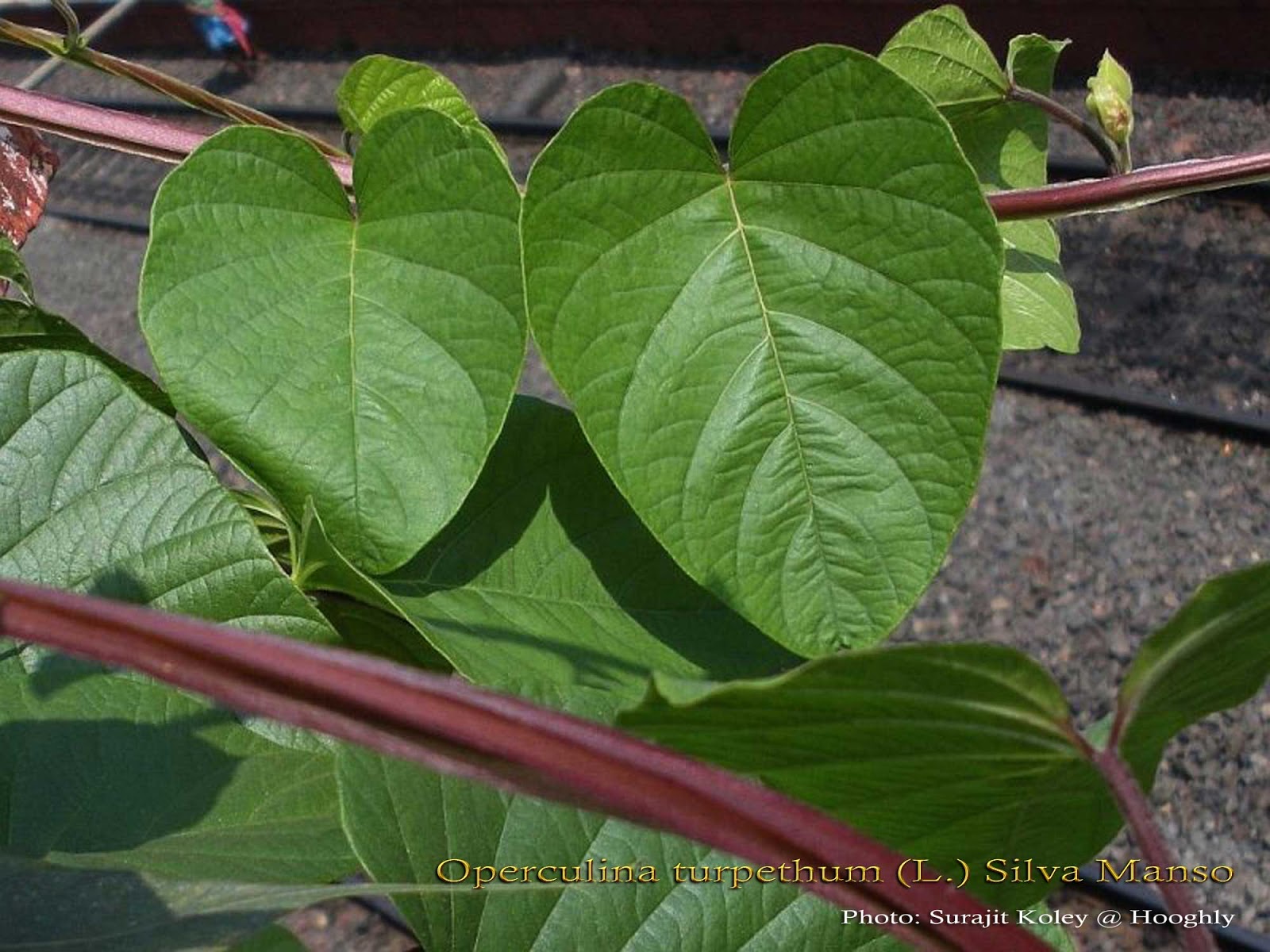 Medicinal Plants: Operculina turpethum