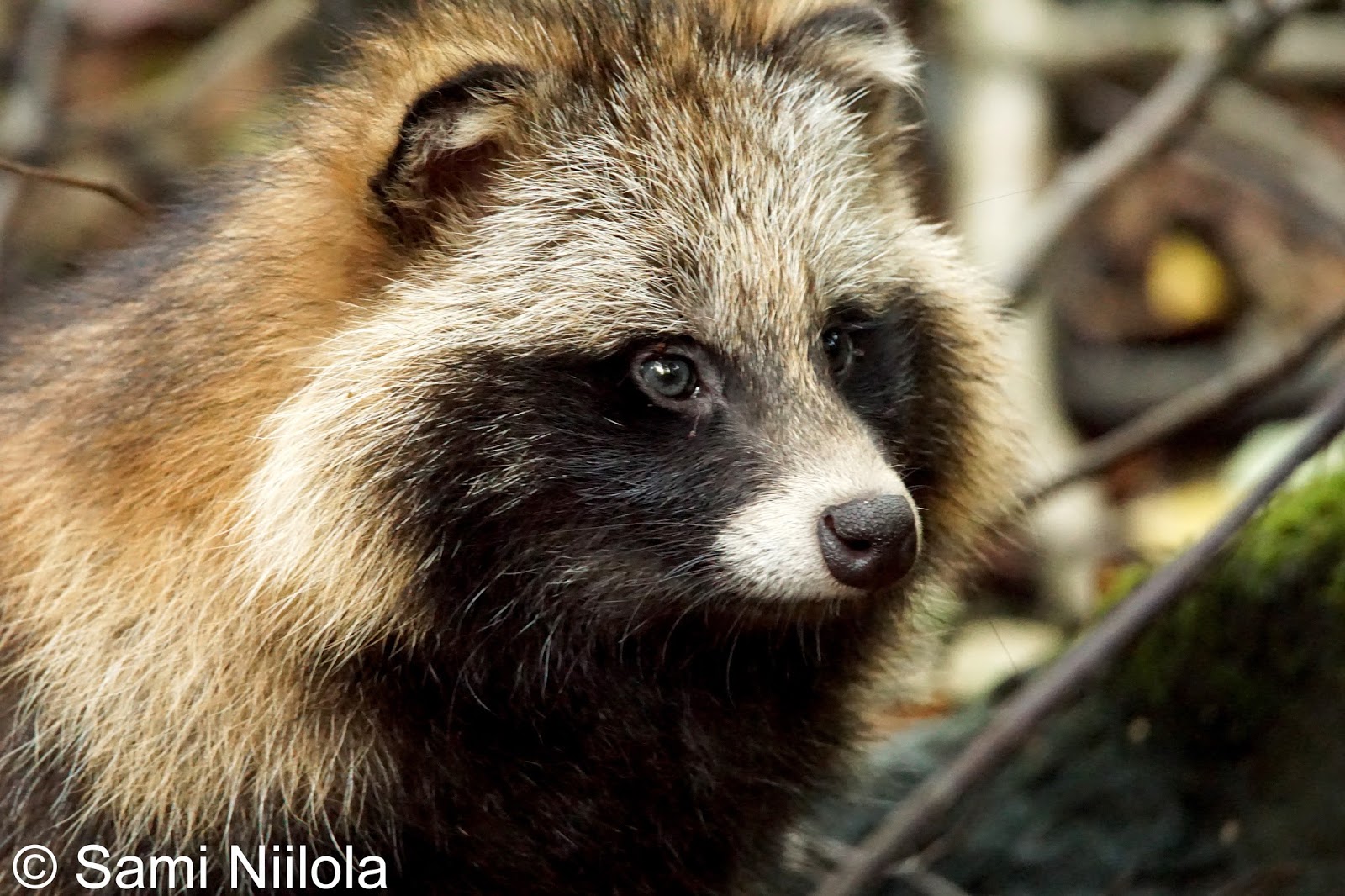 Samin luontokuvia nature photos: SUPIKOIRA The raccoon dog (Nyctereutes ...