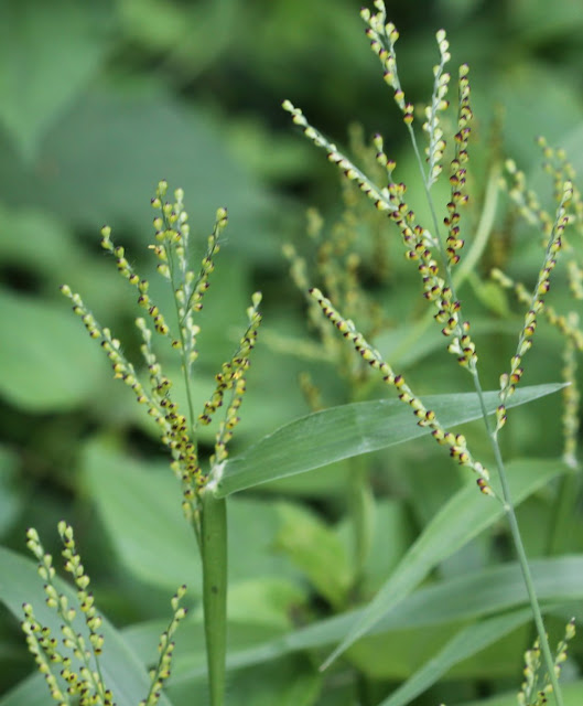 PLANT FAMILIES OF PUERTO RICO AND FLORIDA PAPO VIVES: POACEAE PANICEAE ...