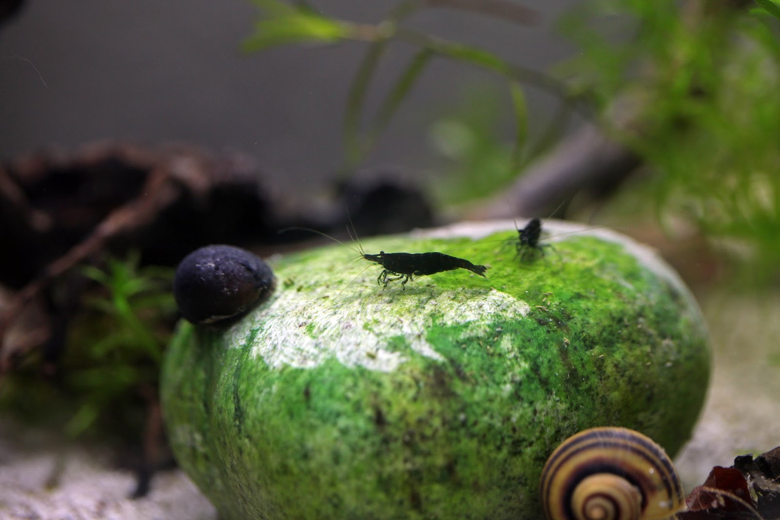 Nano-Aquarium für Anfänger: Napfschnecken Neritina pulligera und ...