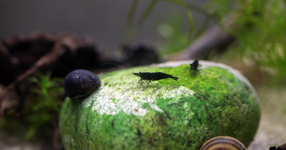 Nano-Aquarium für Anfänger: Napfschnecken Neritina pulligera und ...