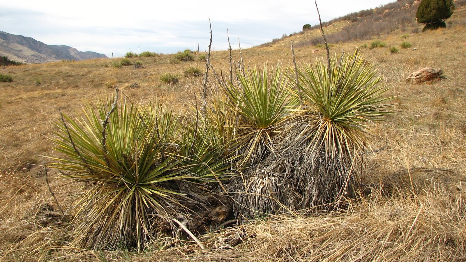 What's Growing in Colorado : Yucca Yucca Yucca