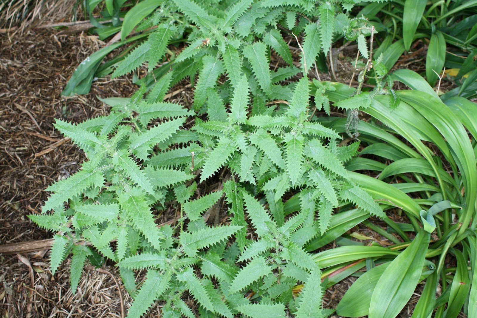 Dunedin Botanic Garden- Craig Huggan: ¡Ongaonga!