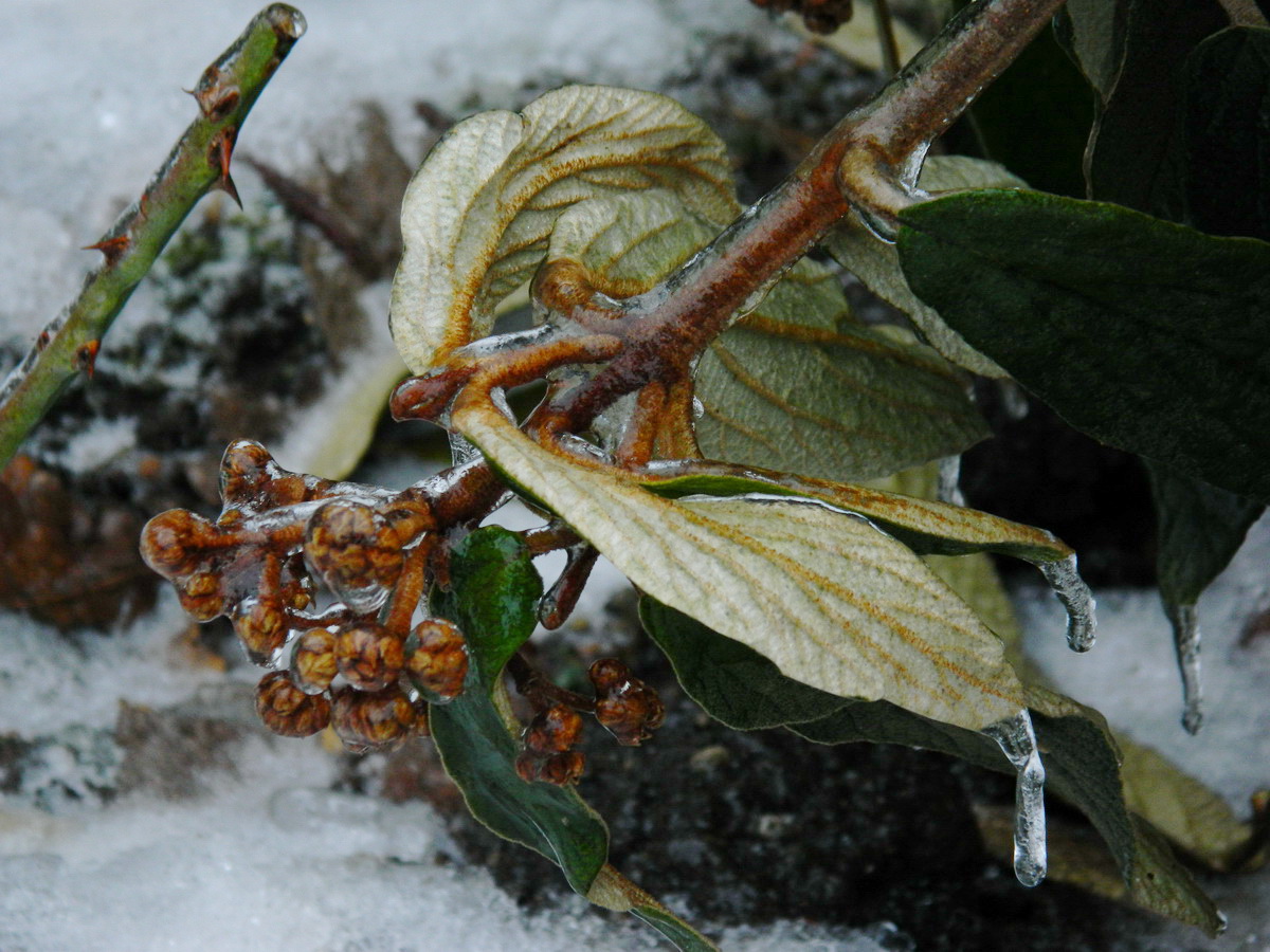 LA MULTI ANI, ROMANIA!: Flori inghetate