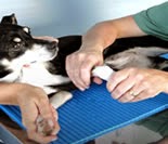 MUNDO CÃO: PANOSTEITE CANINA