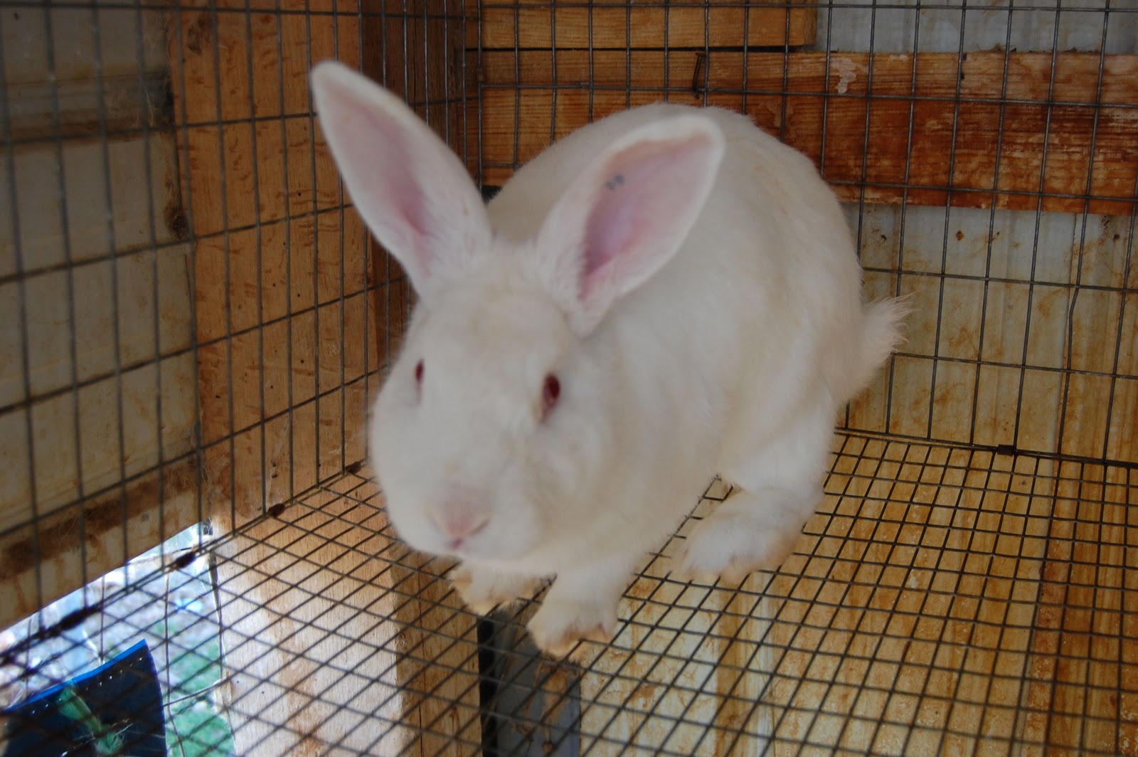 My Life as a Ranch Girl: Rabbits