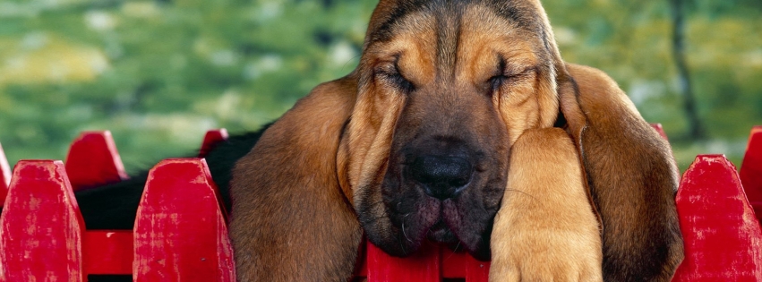 Dog Facebook Covers - Học tiếng nhật, java và mọi thứ