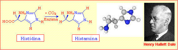 Agenda Química Virtual: LA HISTAMINA