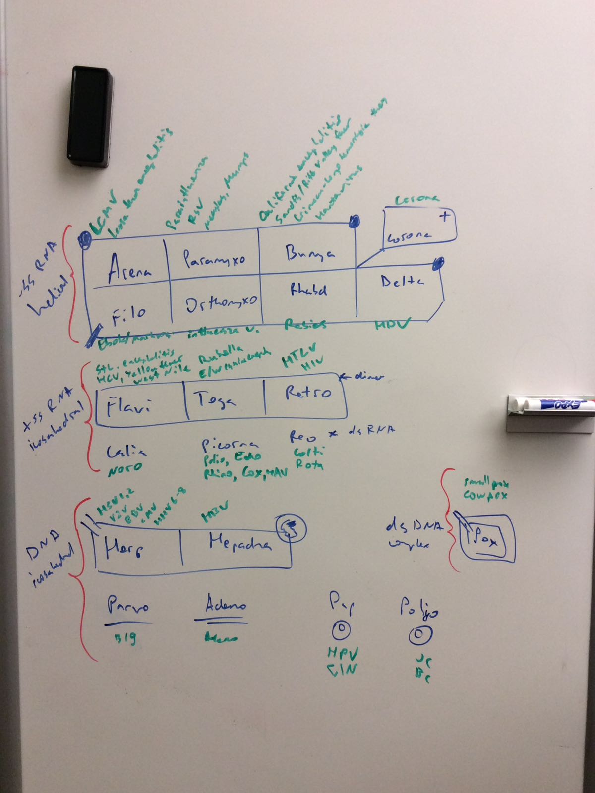 Medicowesome: Mnemonic on viral structures