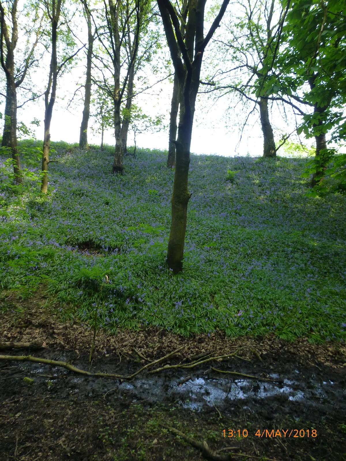 Harris Hikers: A Bluebell Wood Walk Around Parbold 19th May 2018