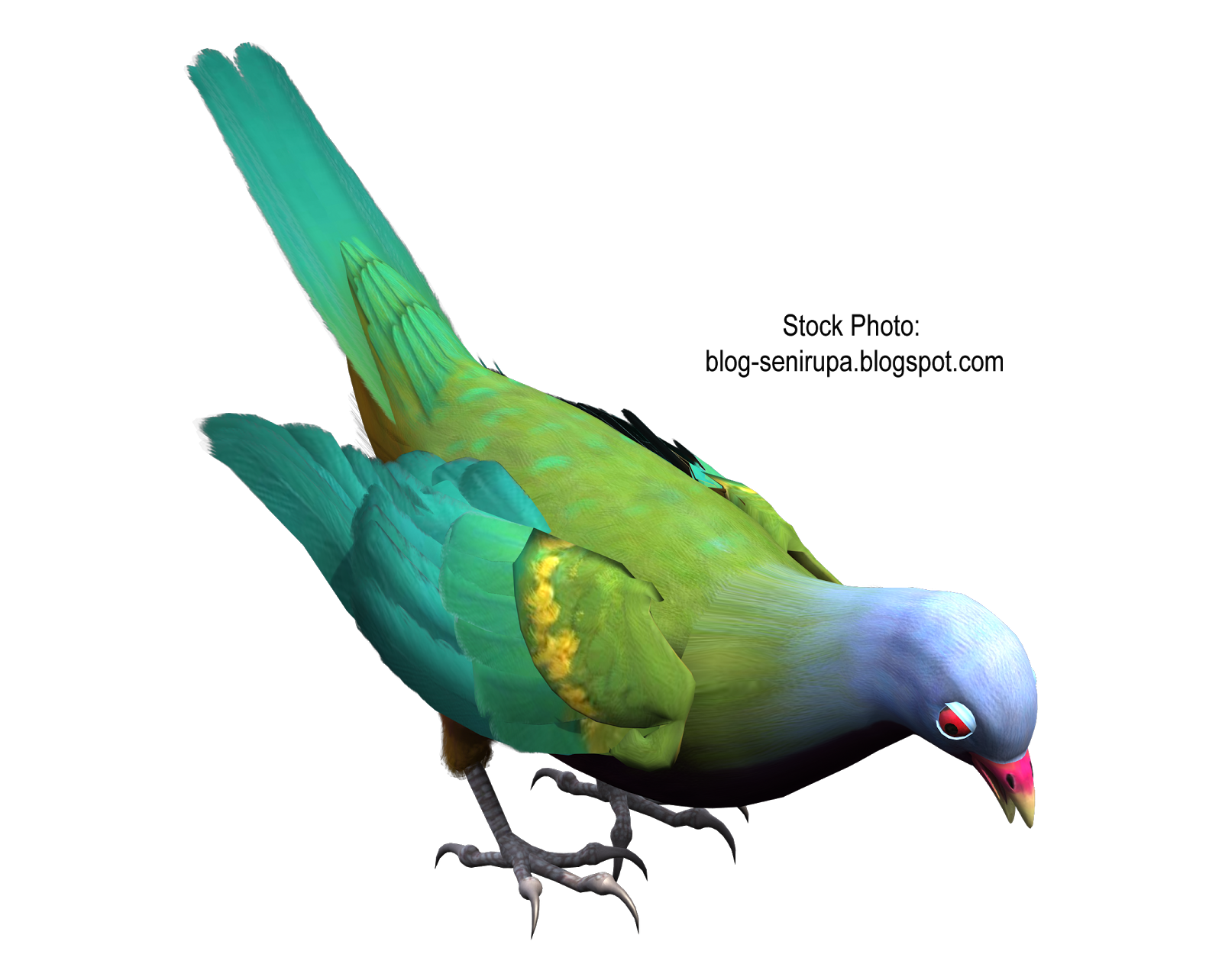 Stock Photo Gambar Burung Set 01 High Resolution