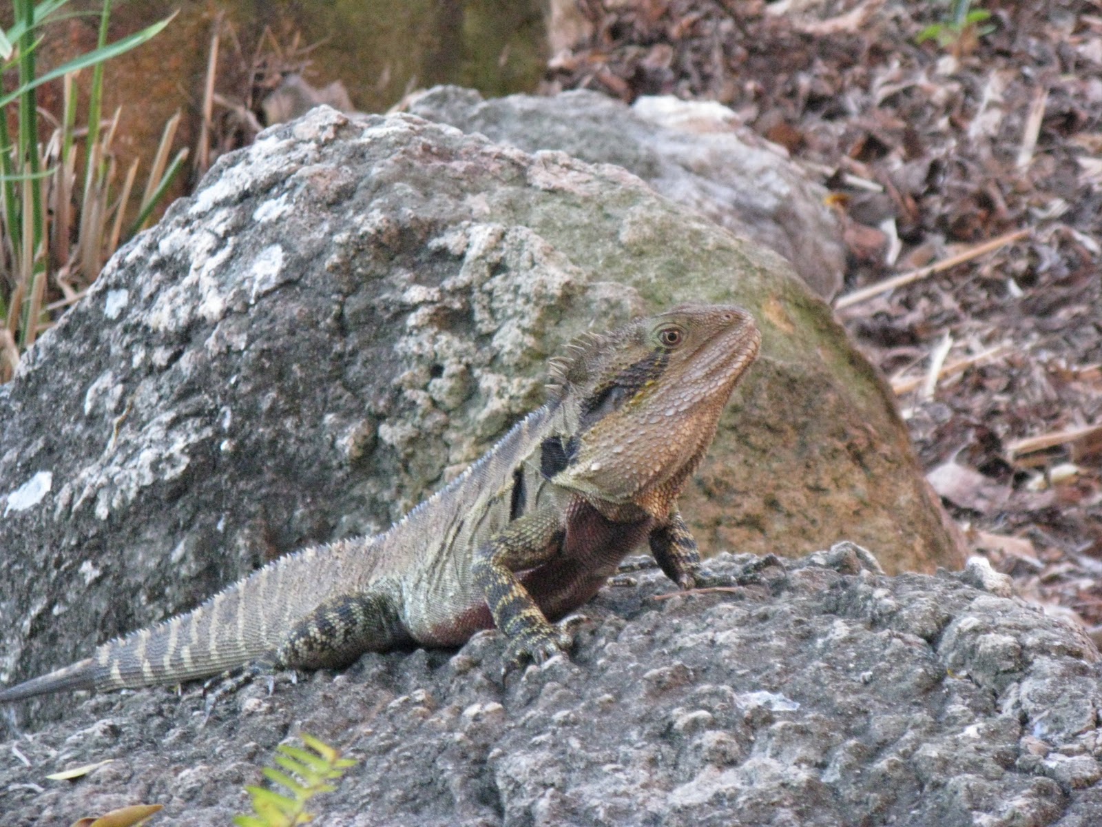 The Big "?": Leaping Lizards!