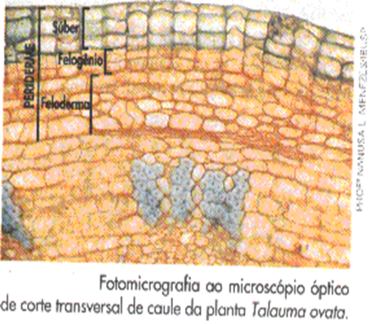 Caules E Raízes Que Apresentam Estrutura Secundária São Revestidos Por ...
