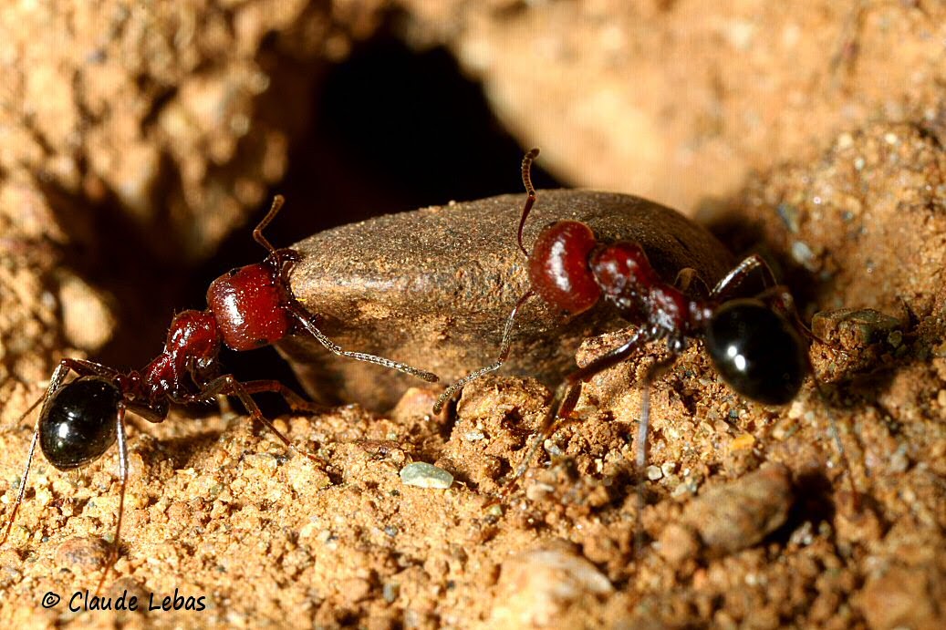 fourmis du genre Messor: Messor minor