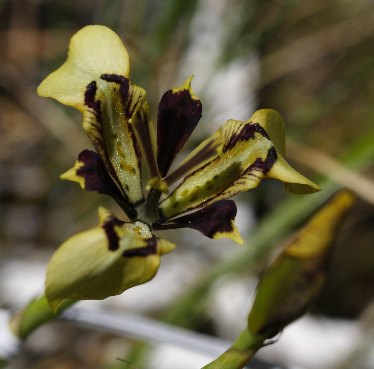 Growing Cool Plants: Moraea MM 13-195