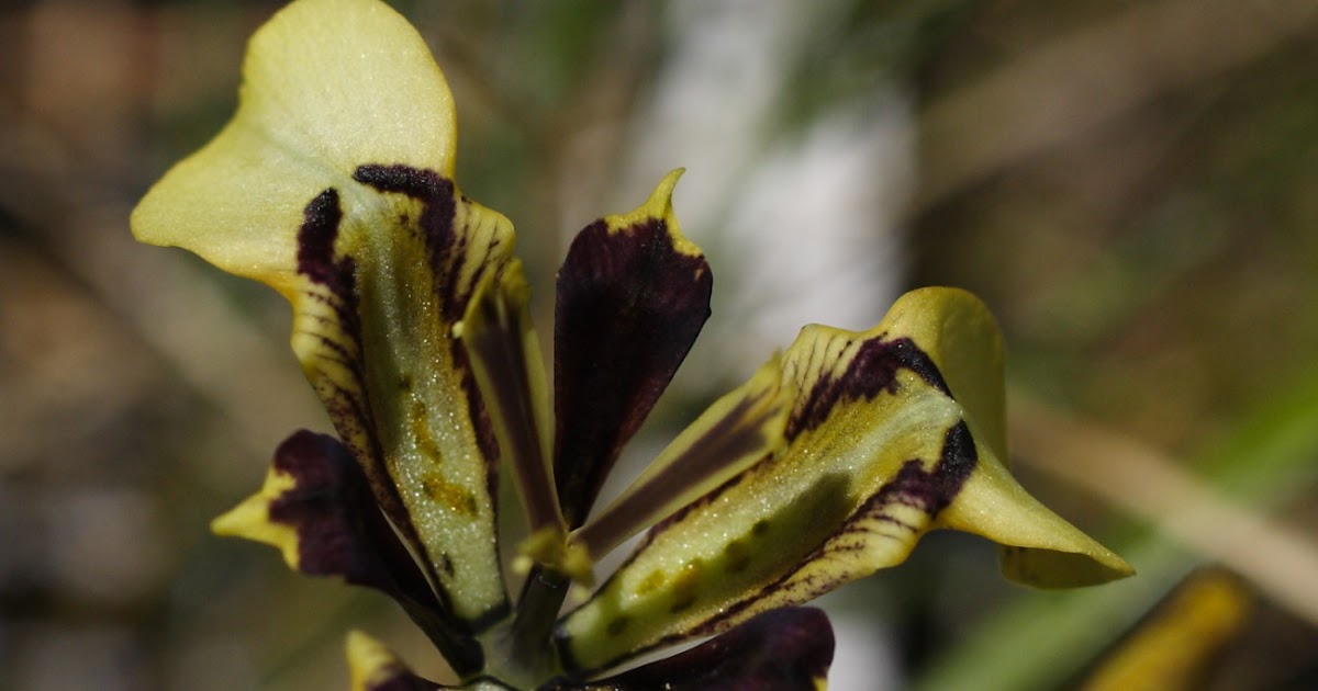 Growing Cool Plants: Moraea MM 12-194