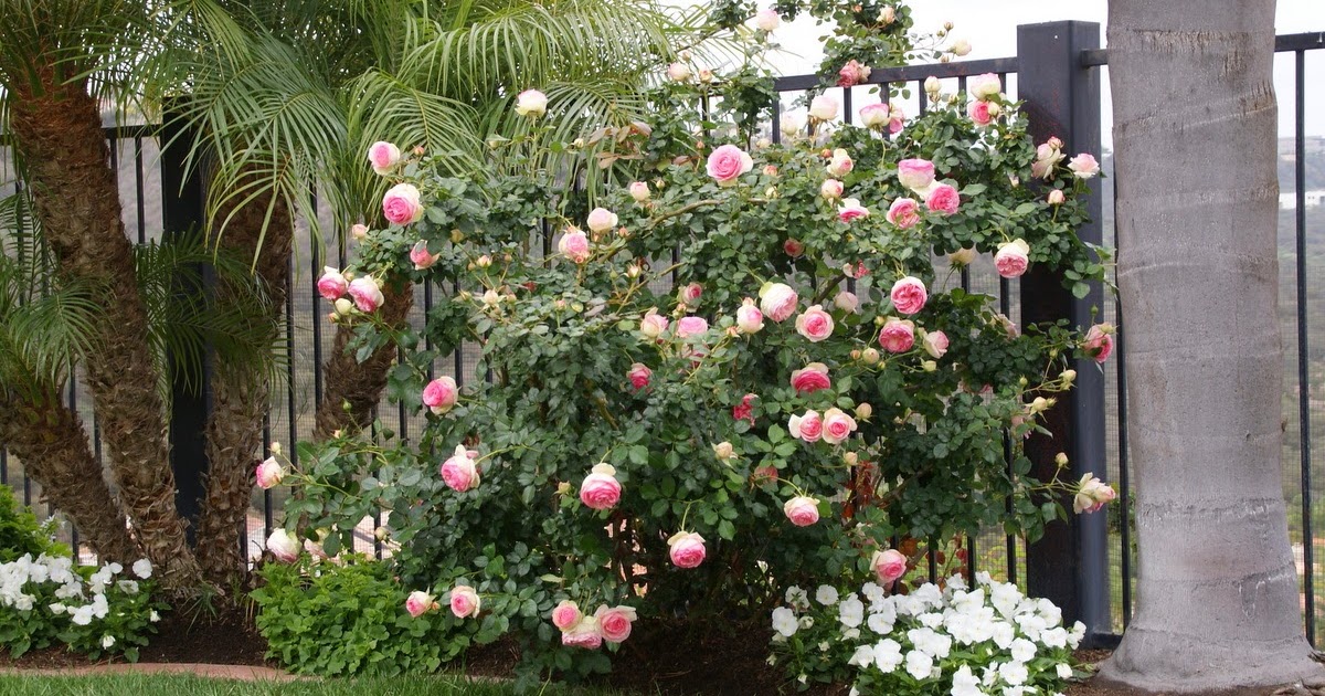 Organic Garden Dreams: The Beginning of the Rose Spring Flush