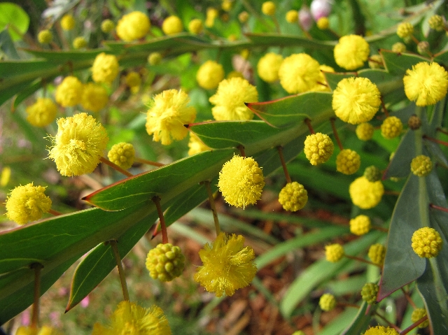 Occasionally: National Wattle Day