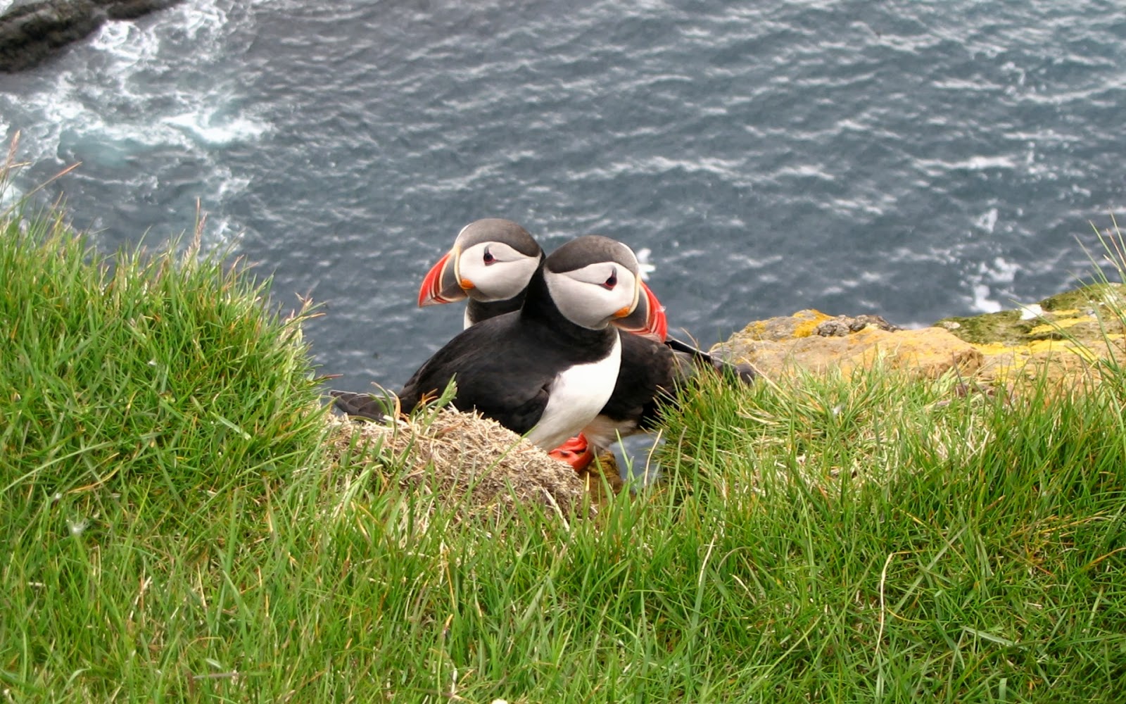 3HD wallpaper: Cute Puffins Friends