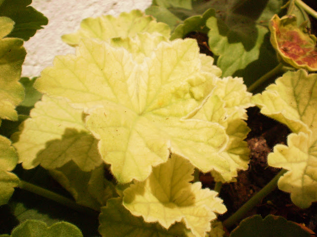 WHY ARE MY GERANIUM LEAVES TURNING YELLOW? |The Garden of Eaden