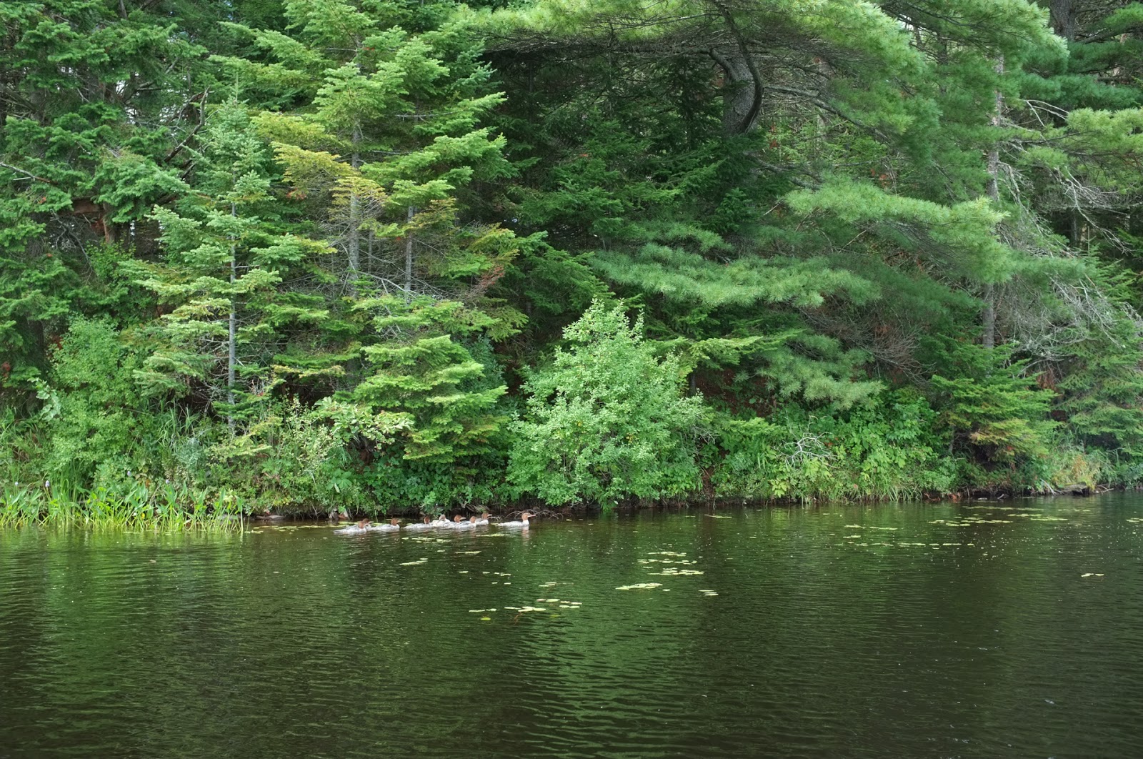 Algonquin Provincial Park - Pog Lake Campground ~ this anomal life.
