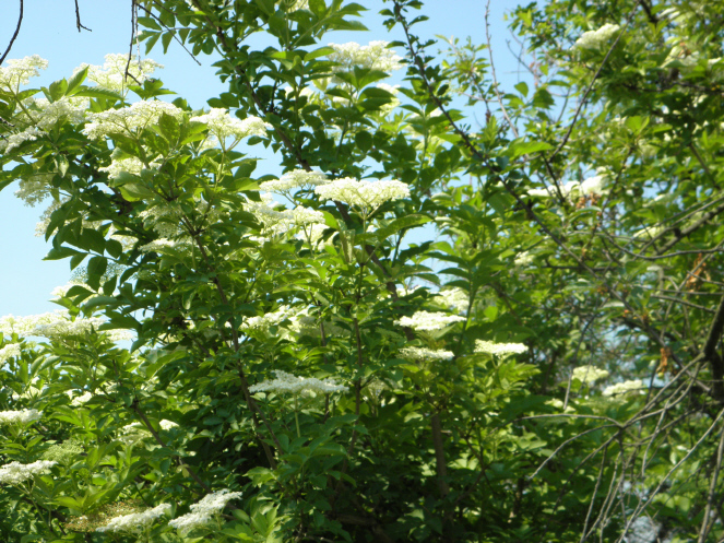 G7: Bodza, bodzaszörp.