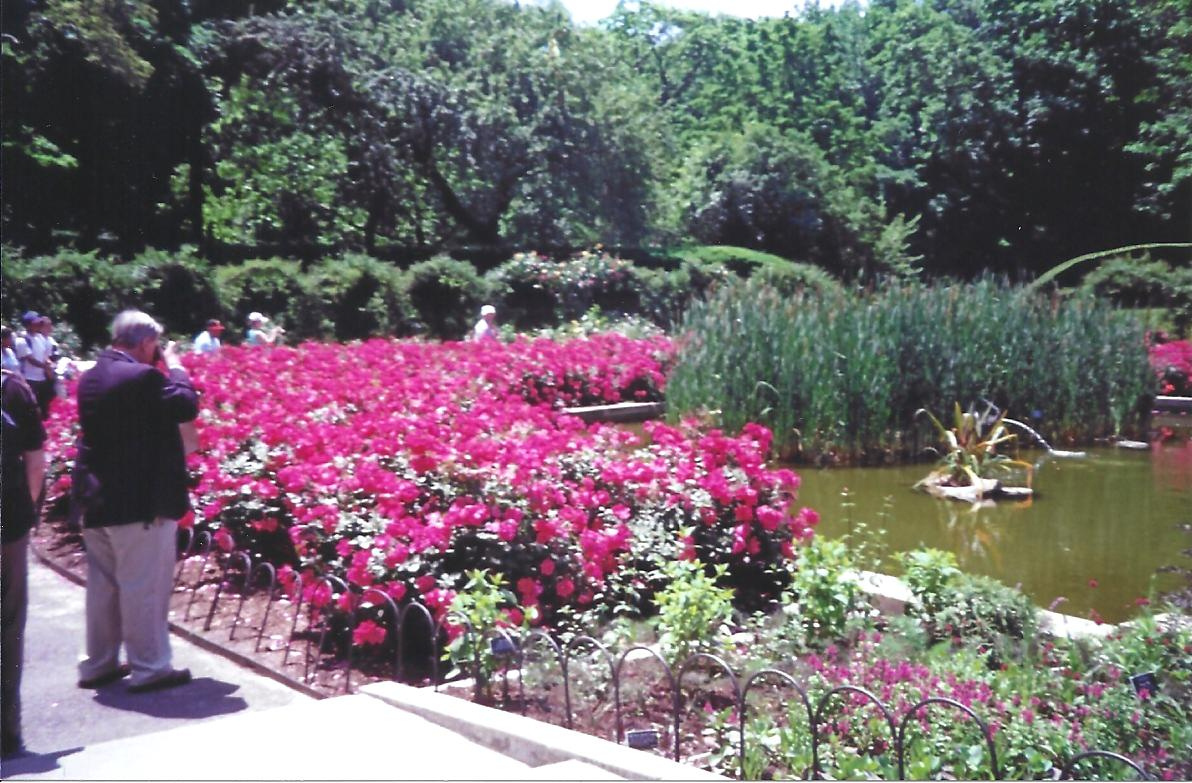 Rose Gardening World: KNOCK OUT® ROSES - THE EASY CARE ROSES