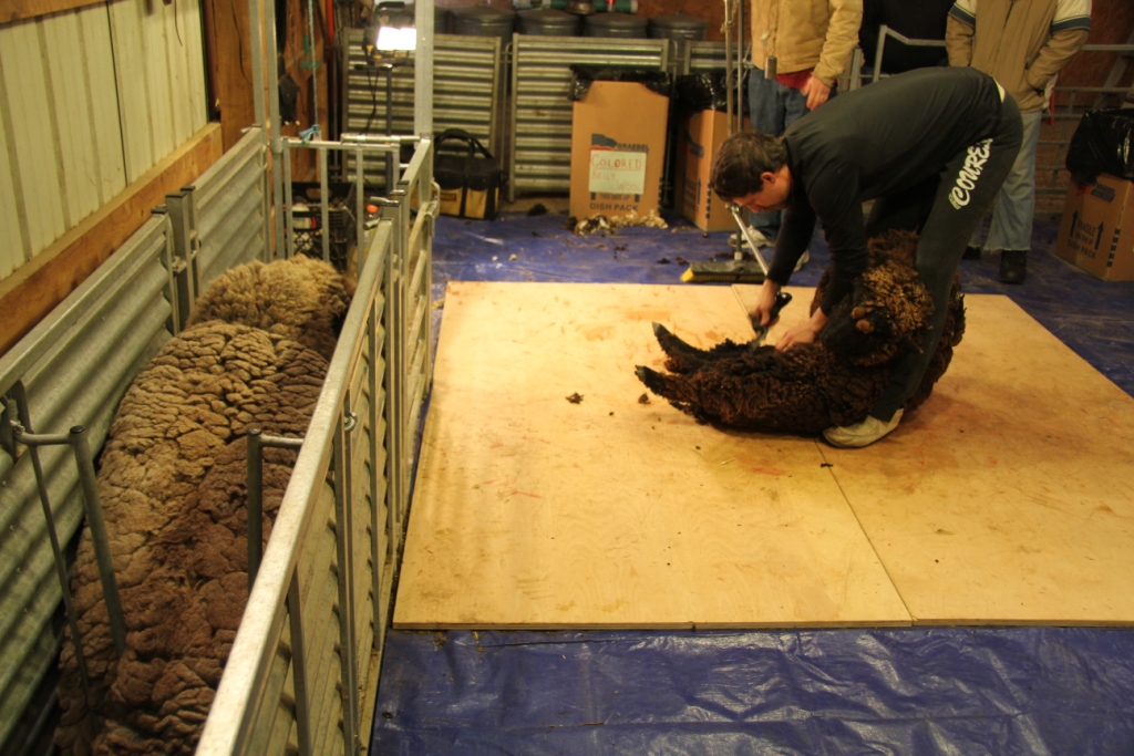 Grace Valley Farms: Grace Valley Farms 2011 Shearing Day