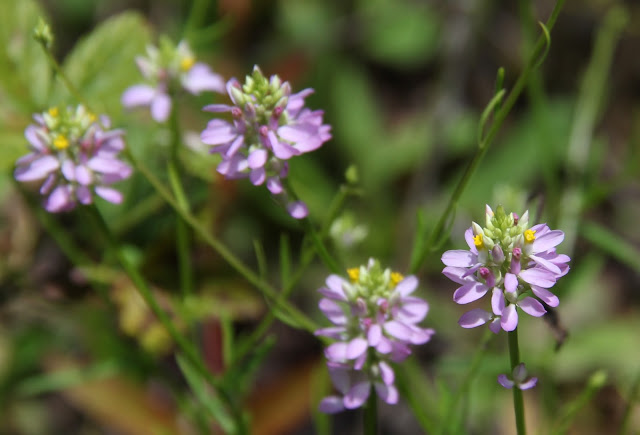 Hoot Owl Karma: Home Again - Yellow Fringed Orchids and Carolina Lilies