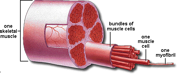 BIO 156, Fall 2015: Week 6. Chicken Wing Dissection Lab.