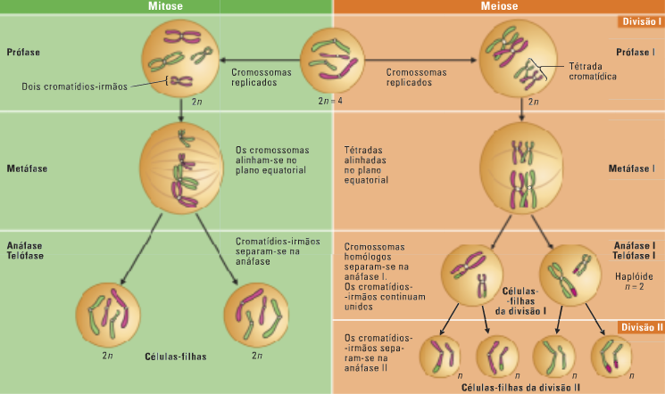 MEIOSE E MITOSE- RESUMO ~ Dicas Grátis 2020
