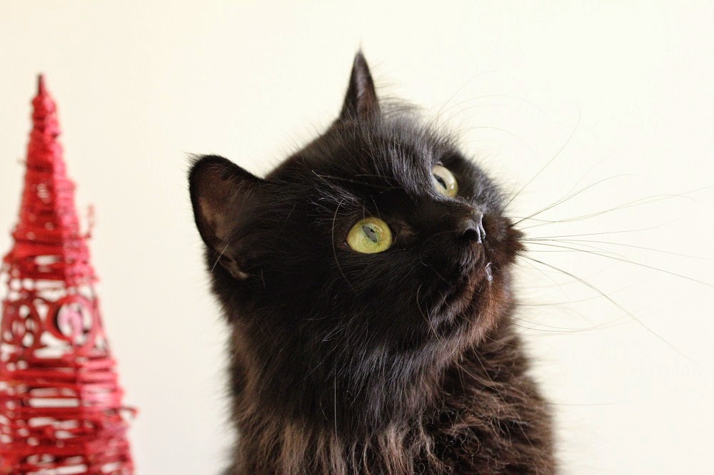 Gatos y gatitos angora: ¿Como es el carácter del gato angora?