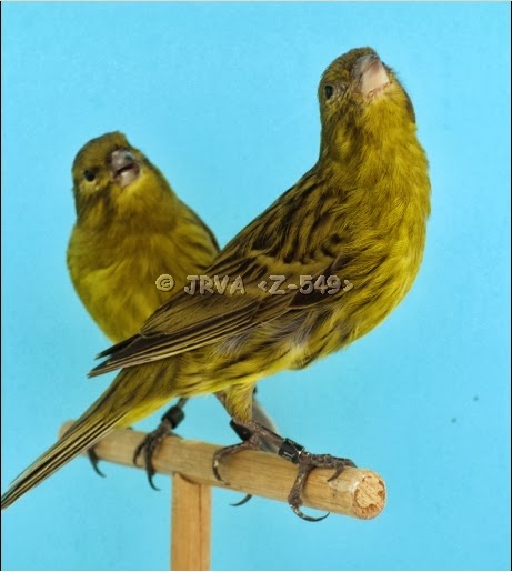 .: FOTOS DE UNOS CANARIOS VERDES 2013