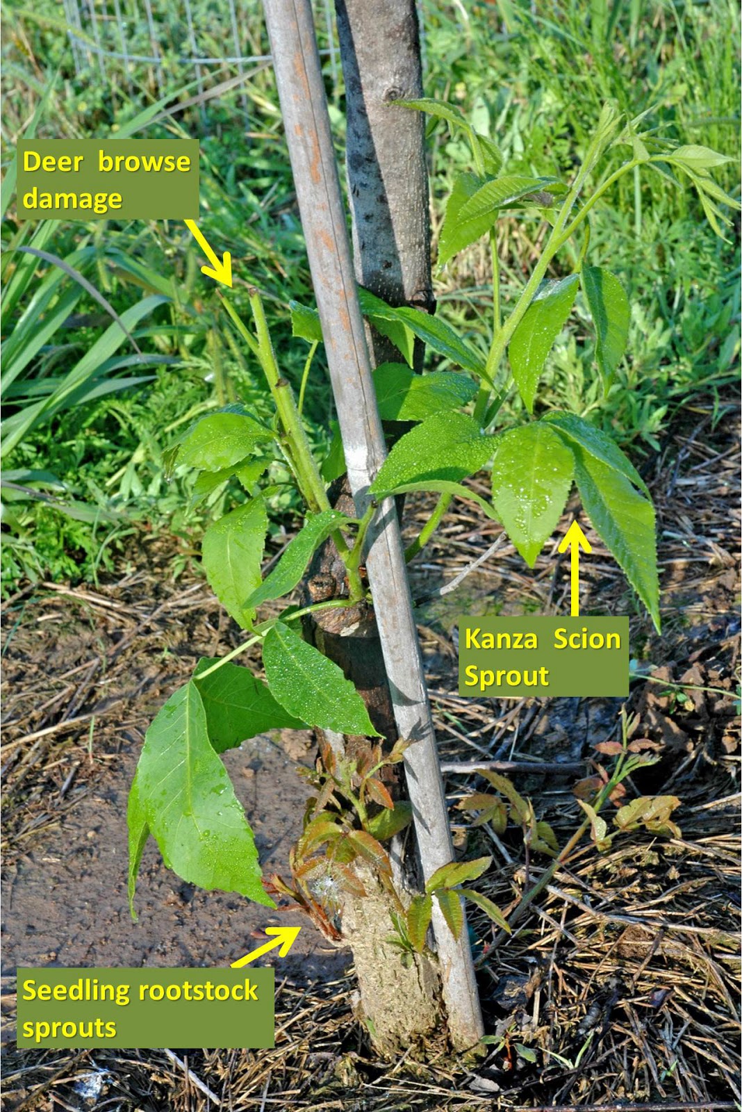 Northern Pecans: Sprouts from a drought-injured pecan tree