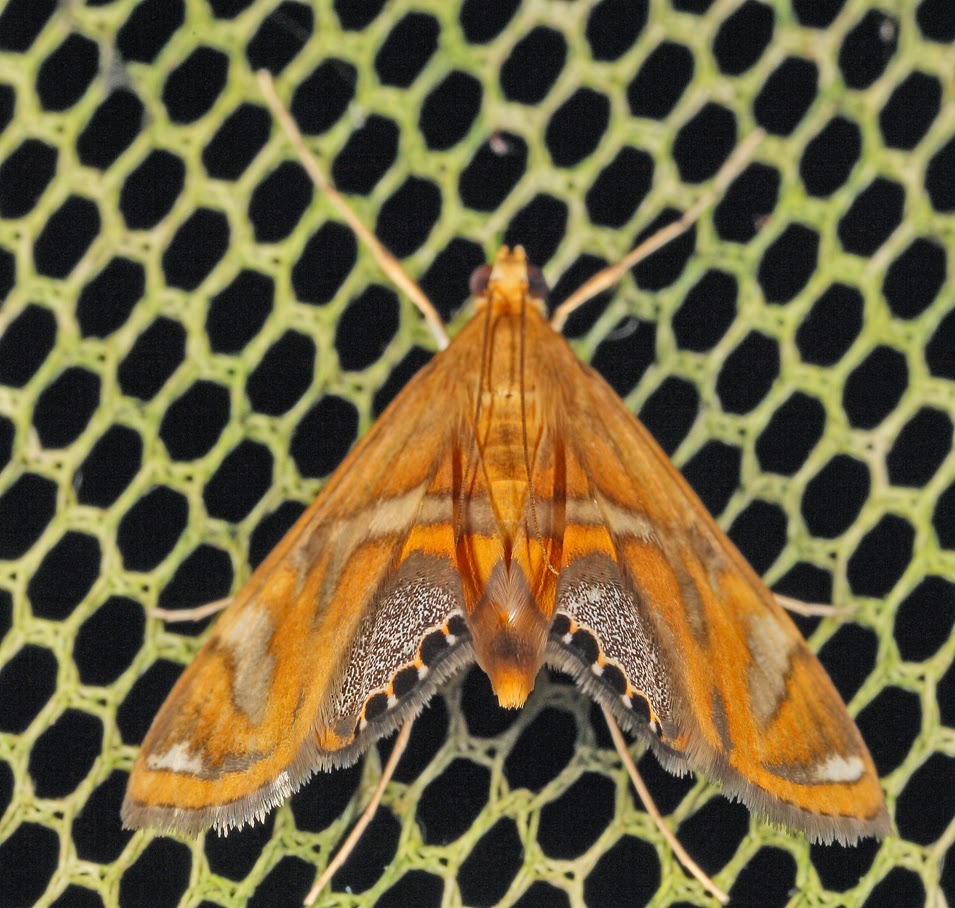 BunyipCo: Spring Moths