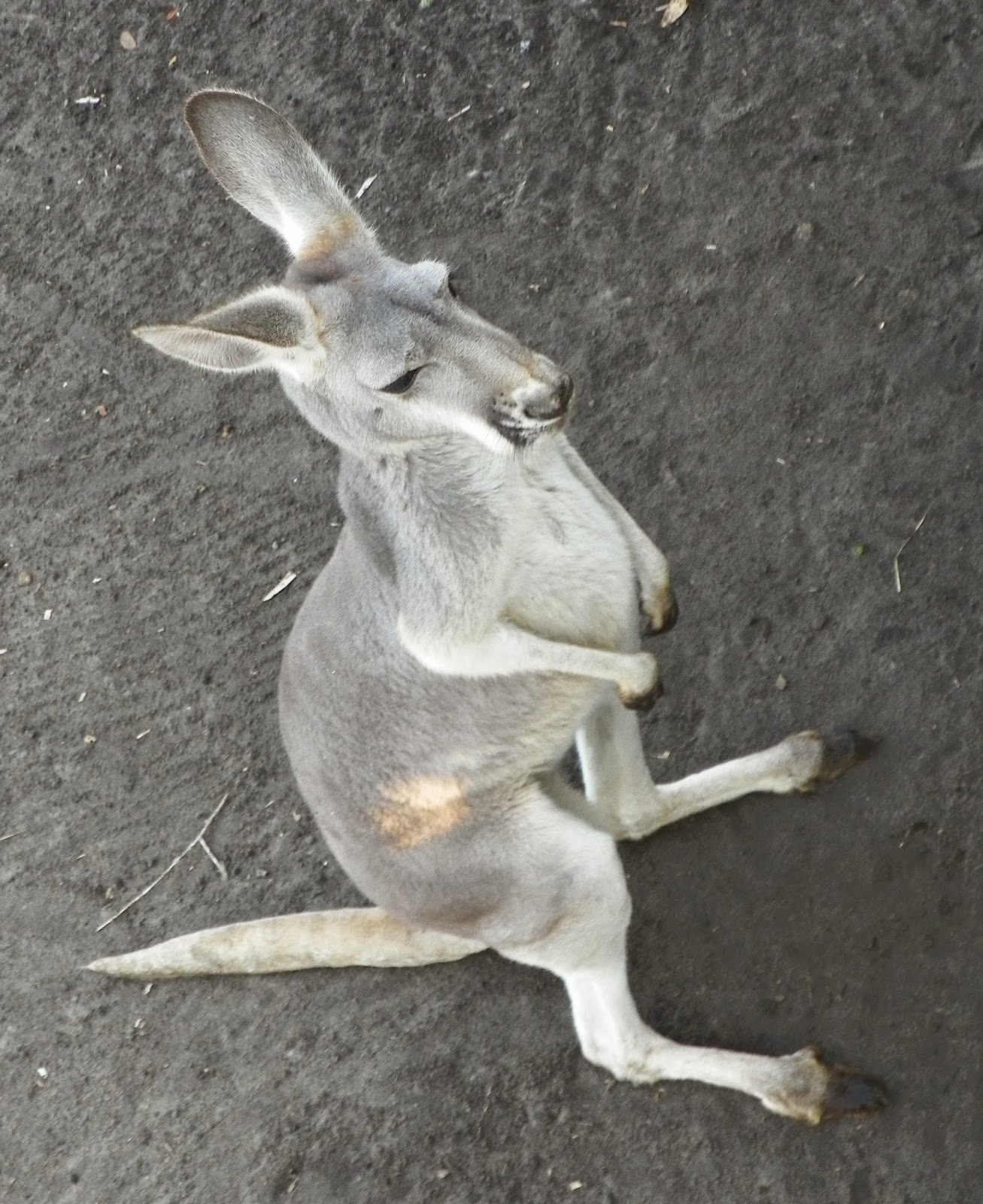 The Little Sewing Shop: Brevard Zoo Kangaroo!