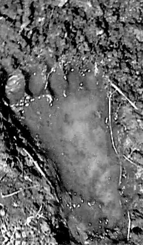 SHENANIGANS AND SKULDUGGERY: A Bigfoot In Vancouver, Canada