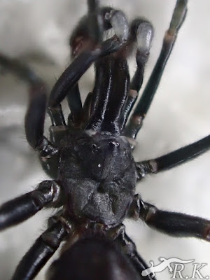 小さな隣人たちの世界: ワスレナグモ Calommata signata Karsch, 1879