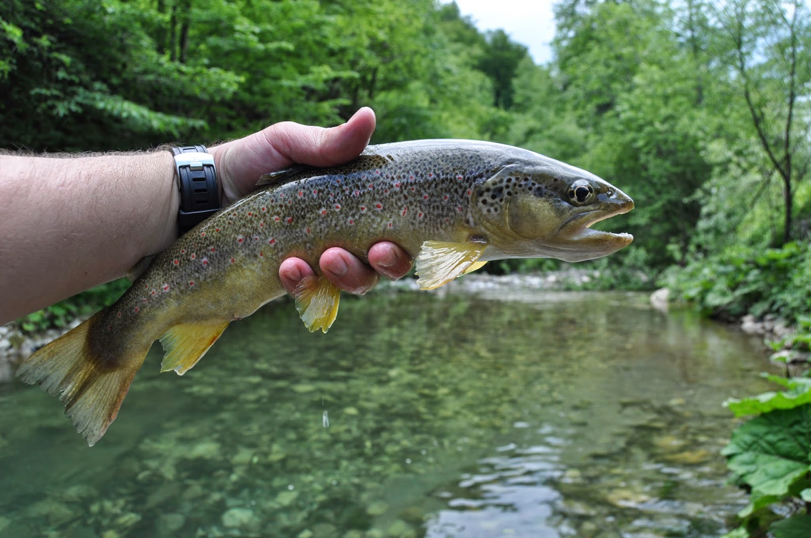 Sticky Ferrule: Marble trout and Adriatic Grayling in Slovenia