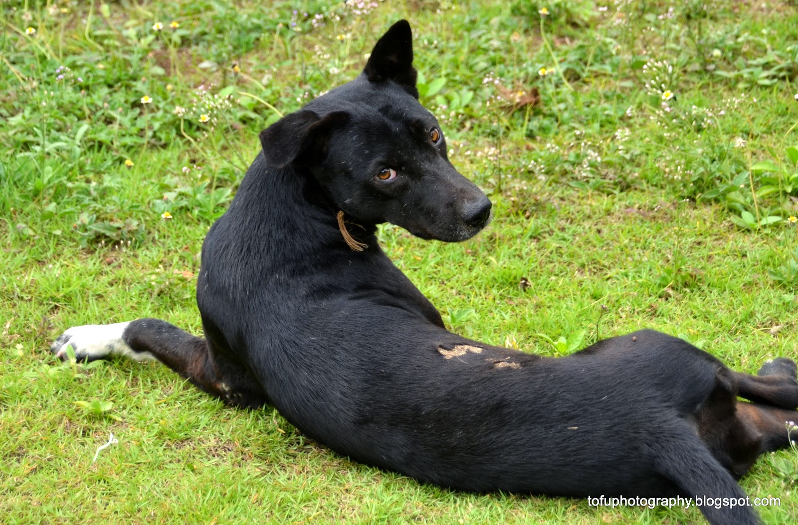 Tofu Photography: Mangy dog at Koh Si Chang, Thailand