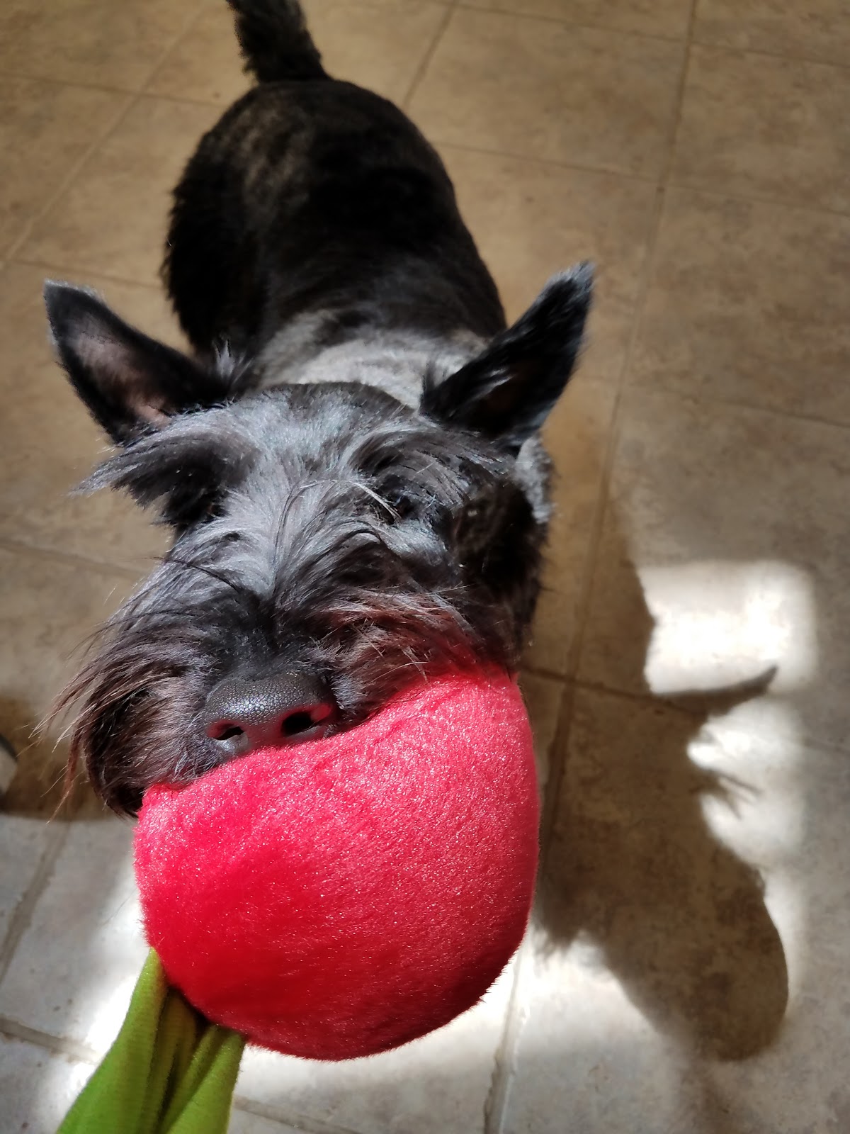 Two Little Square Black Dogs: Square Dog Friday. . . Radish