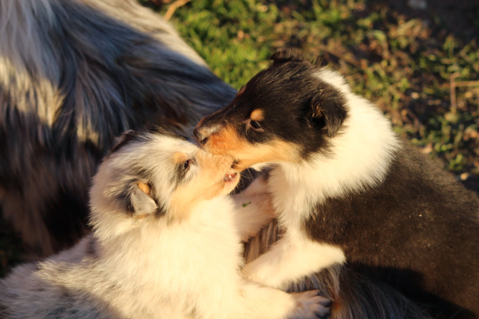 Prairie Creek's Collies: Fun Photos