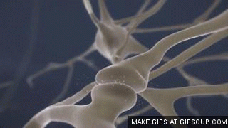 El impulso del cuerpo humano: Neuromorfofisiología